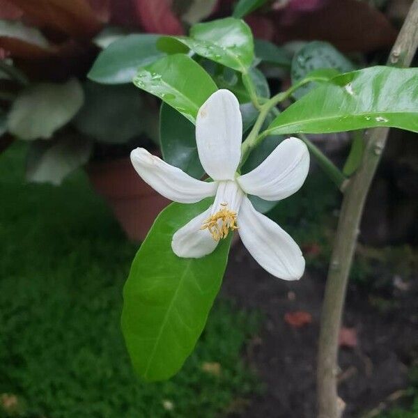 Large-Leaf Oxanthera (Citrus Neocaledonica) Plant Care & How to Grow, Water