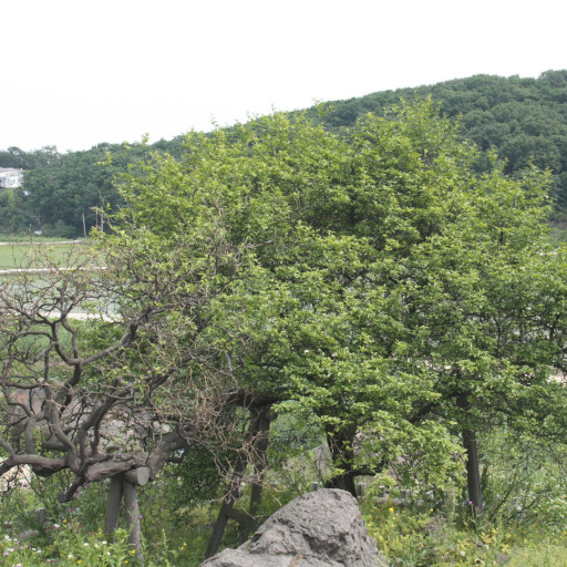 Trifoliate Orange (Citrus Trifoliata) Plant Care & How to Grow, Water