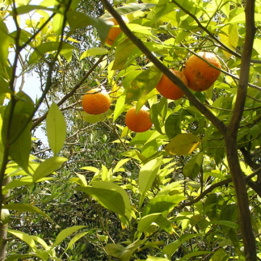 Bitter Orange (Citrus X Aurantium) Plant Care & How to Grow, Water