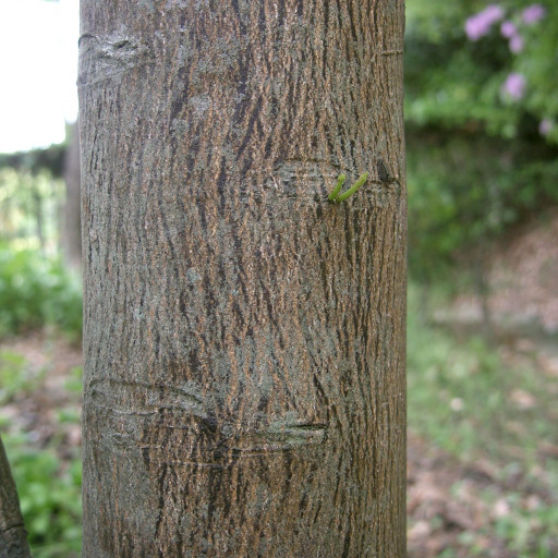 Yuzu (Citrus X Junos) Plant Care & How to Grow, Water