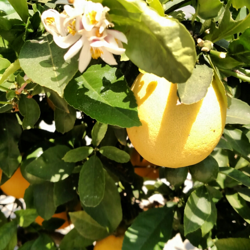 Citrus X Meyeri Plant Care & How to Grow, Water