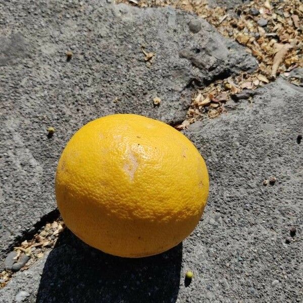 Grapefruit (Citrus X Paradisi) Plant Care & How to Grow, Water