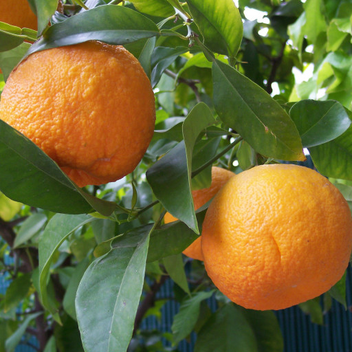 Citrus Plant Care & How to Grow, Water