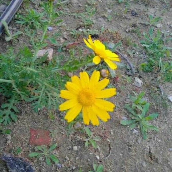 Arabian Cladanthus (Cladanthus Arabicus) Plant Care & How to Grow, Water