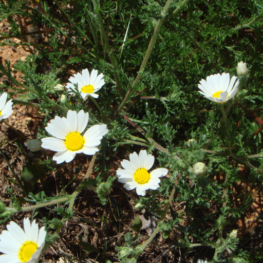 Mixed Chamomile (Cladanthus Mixtus) Plant Care & How to Grow, Water