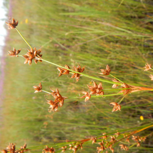 Smooth Saw-grass (Cladium Mariscoides) Plant Care & How to Grow, Water