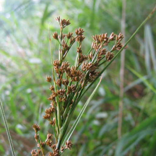 Great Fen Sedge (Cladium Mariscus) Plant Care & How to Grow, Water