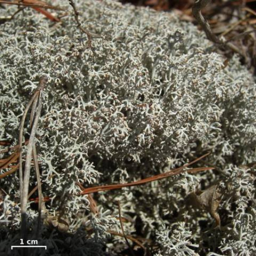 Gray Reindeer Lichen (Cladonia Rangiferina) Plant Care & How to Grow, Water