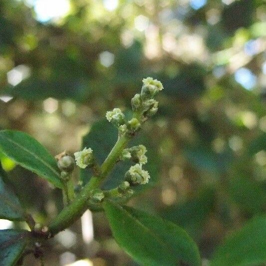 Claoxylon Glandulosum Plant Care & How to Grow, Water