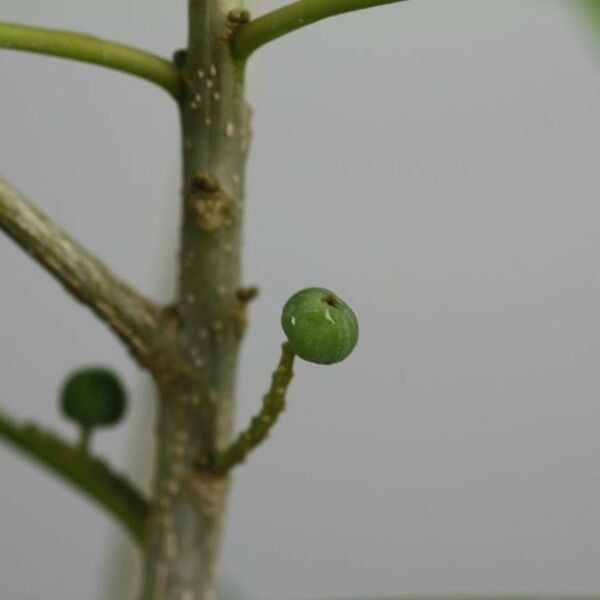 Claoxylon Insulanum Plant Care & How to Grow, Water