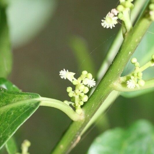 Laping Budak (Claoxylon Parviflorum) Care Guide: Water, Soil ...