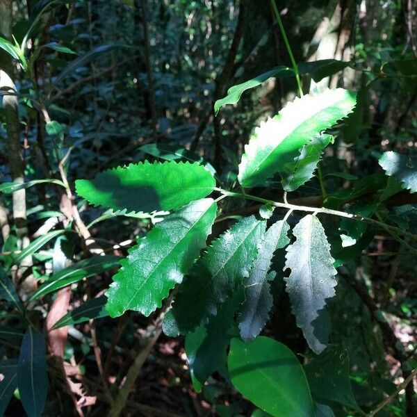 Claoxylon Racemiflorum Care Guide: Water, Soil & Propagation - Plantiary