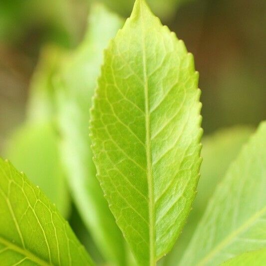 Blister Bush (Claoxylon Setosum) Plant Care & How to Grow, Water