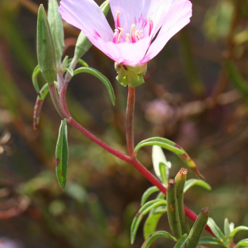 Farewell To Spring (Clarkia Amoena) Plant Care & How to Grow, Water