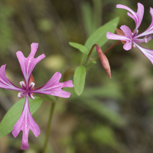 Red Ribbons (Clarkia Concinna) Plant Care & How to Grow, Water