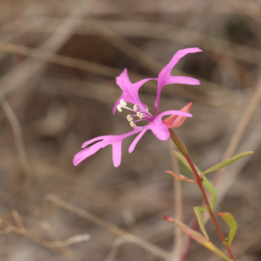 Pinkfairies (Clarkia Pulchella) Plant Care & How to Grow, Water