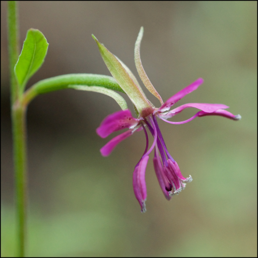 Diamond Clarkia (Clarkia Rhomboidea) Plant Care & How to Grow, Water