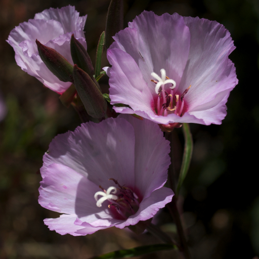 Ruby Chalice Clarkia (Clarkia Rubicunda) Plant Care & How to Grow, Water