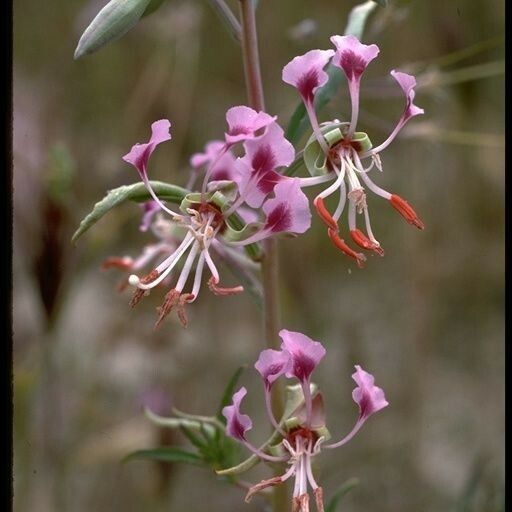 Temblor Range Clarkia (Clarkia Tembloriensis) Care Guide: Water, Soil ...