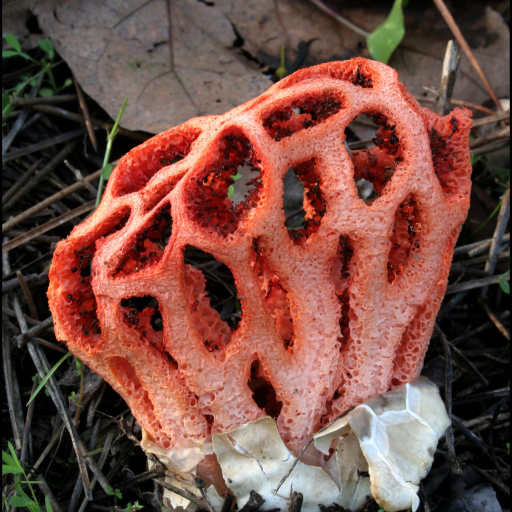 Red-Cage Fungus (Clathrus Ruber) Care Guide: Water, Soil & Propagation ...