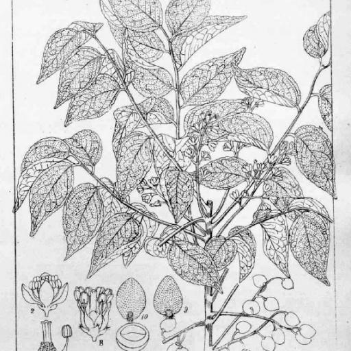 Horsewood (Clausena Anisata) Plant Care & How to Grow, Water