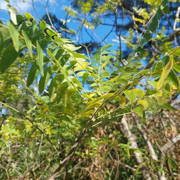 Pink Lime-Berry (Clausena Excavata) Plant Care & How to Grow, Water