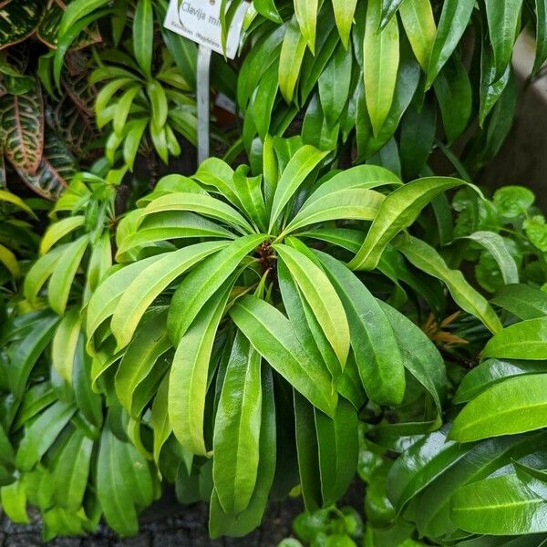 Clavija Minor Plant Care & How to Grow, Water