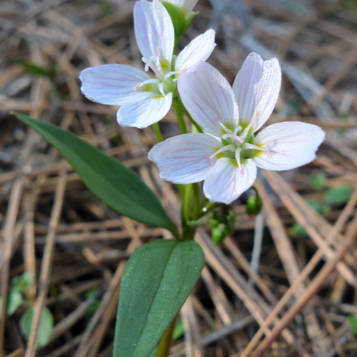 Lance-Leaf Springbeauty (Claytonia Lanceolata) Plant Care & How to Grow ...