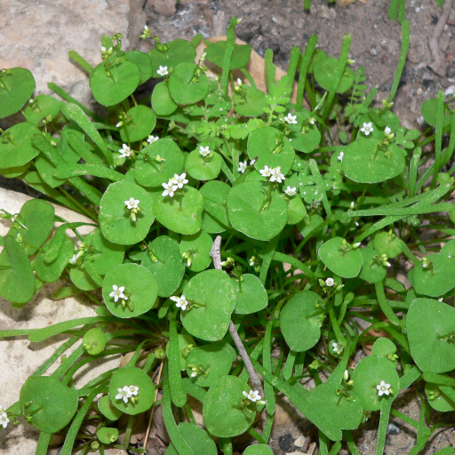 Streambank Spring Beauty (Claytonia Parviflora) Plant Care & How to ...