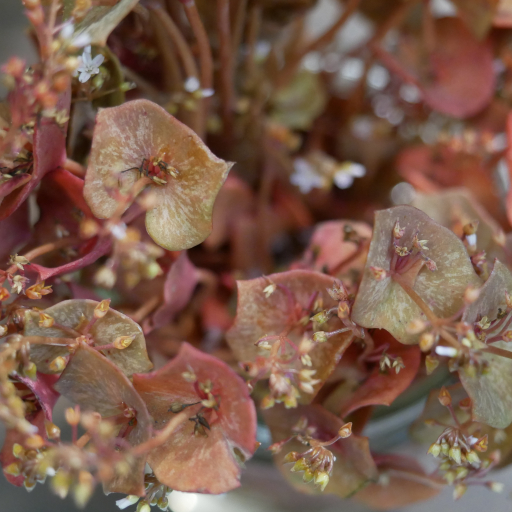 Red-Stem Springbeauty (Claytonia Rubra) Plant Care & How to Grow, Water