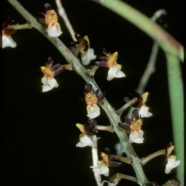 Cleisostoma Filiforme Plant Care & How to Grow, Water