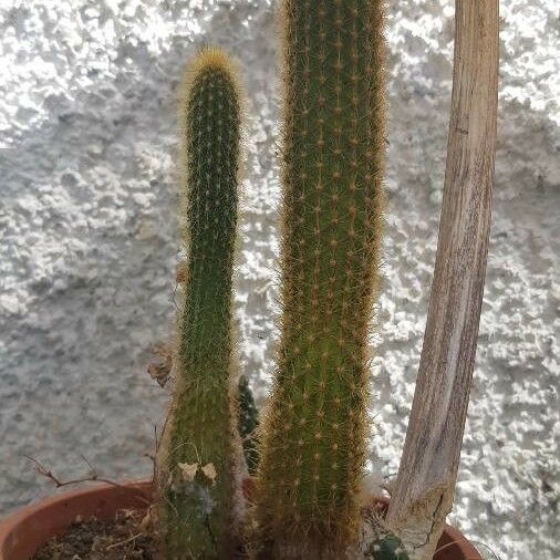 Cleistocactus Orthogonus Plant Care & How to Grow, Water