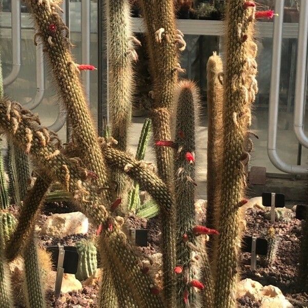 Firecracker Cactus (Cleistocactus Parapetiensis) Plant Care & How to ...