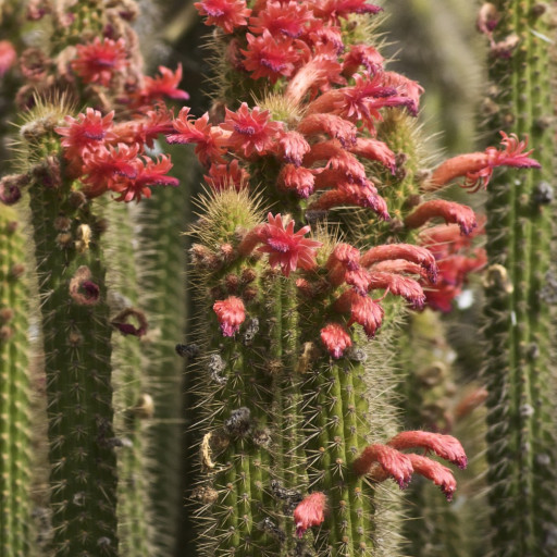 Cleistocactus Samaipatanus Care Guide: Water, Soil & Propagation ...