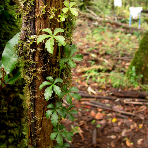 Ivy Of Uruguay (Clematicissus Striata) Plant Care & How to Grow, Water
