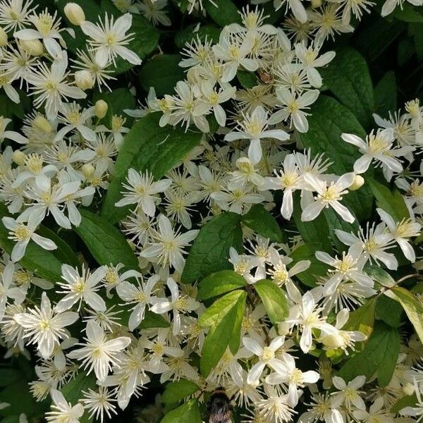Virgin's Bower (Clematis Apiifolia) Plant Care & How to Grow, Water