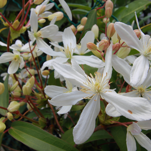 Evergreen Clematis (Clematis Armandi) Plant Care & How to Grow, Water