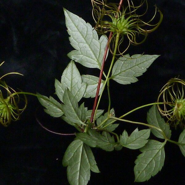 Brown Clematis (Clematis Barbellata) Plant Care & How to Grow, Water