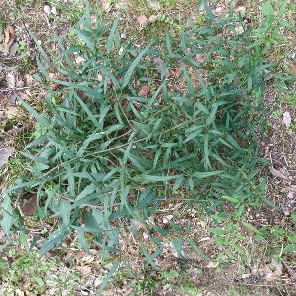 Chinese Clematis (Clematis Chinensis) Plant Care & How to Grow, Water