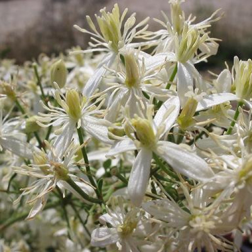 Fragrant Clematis (Clematis Flammula) Plant Care & How to Grow, Water