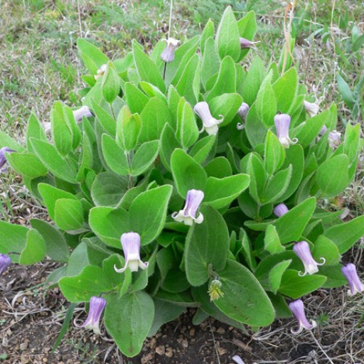 Fremont's Clematis (Clematis Fremontii) Plant Care & How to Grow, Water
