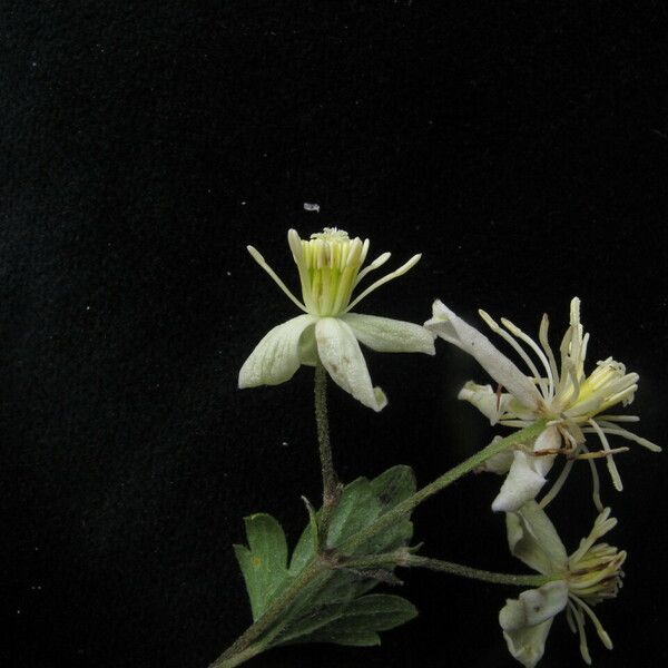 Clematis Grata Plant Care & How to Grow, Water