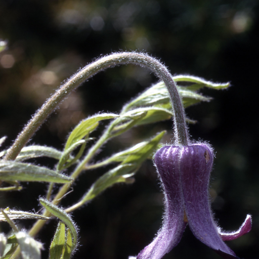 Impala Lily (Adenium Multiflorum) Plant Care & How to Grow, Water