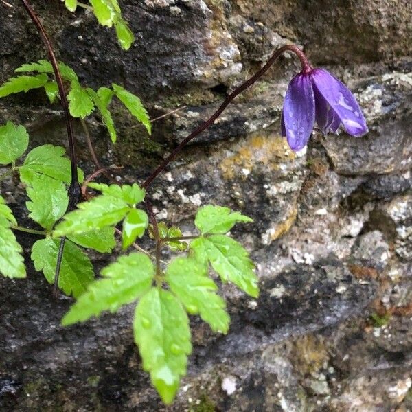 Downy Clematis (Clematis Macropetala) Plant Care & How to Grow, Water