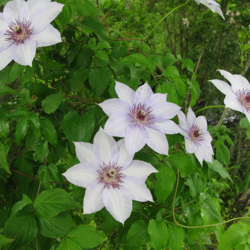 Large-Flowered Clematis (Clematis Patens) Plant Care & How to Grow, Water