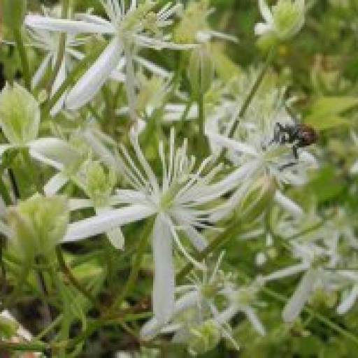 Ground Virginsbower (Clematis Recta) Care Guide: Water, Soil ...