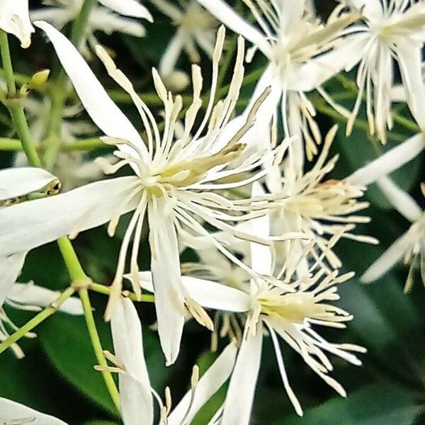 Hook-Leaved Clematis (Clematis Uncinata) Care Guide: Water, Soil ...