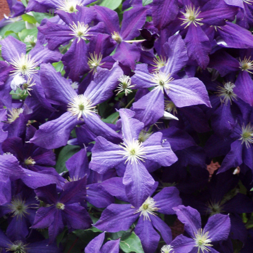 Clematis X Jackmanii Plant Care & How to Grow, Water