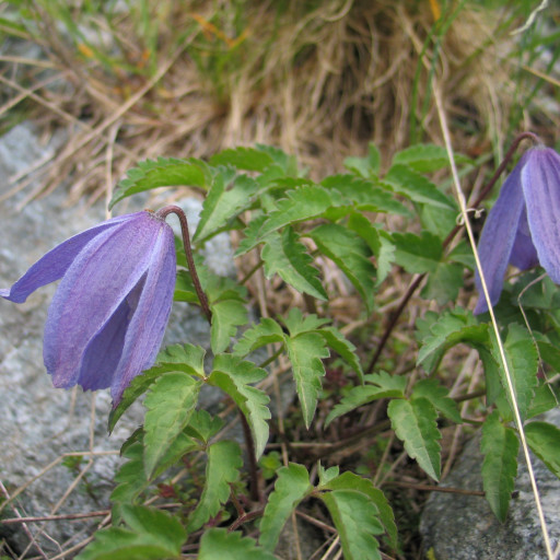 Clematis And Leatherflowers (Clematis) Plant Care & How to Grow, Water