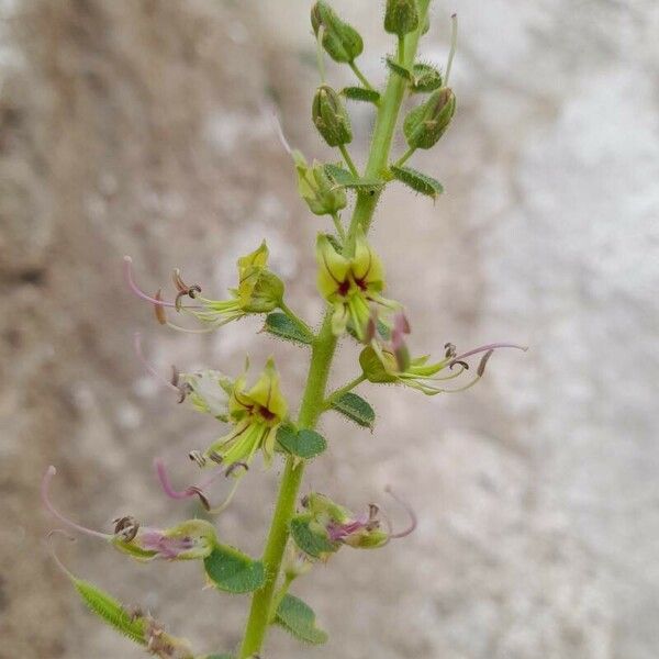 Spiderflower (Cleome Droserifolia) Plant Care & How to Grow, Water